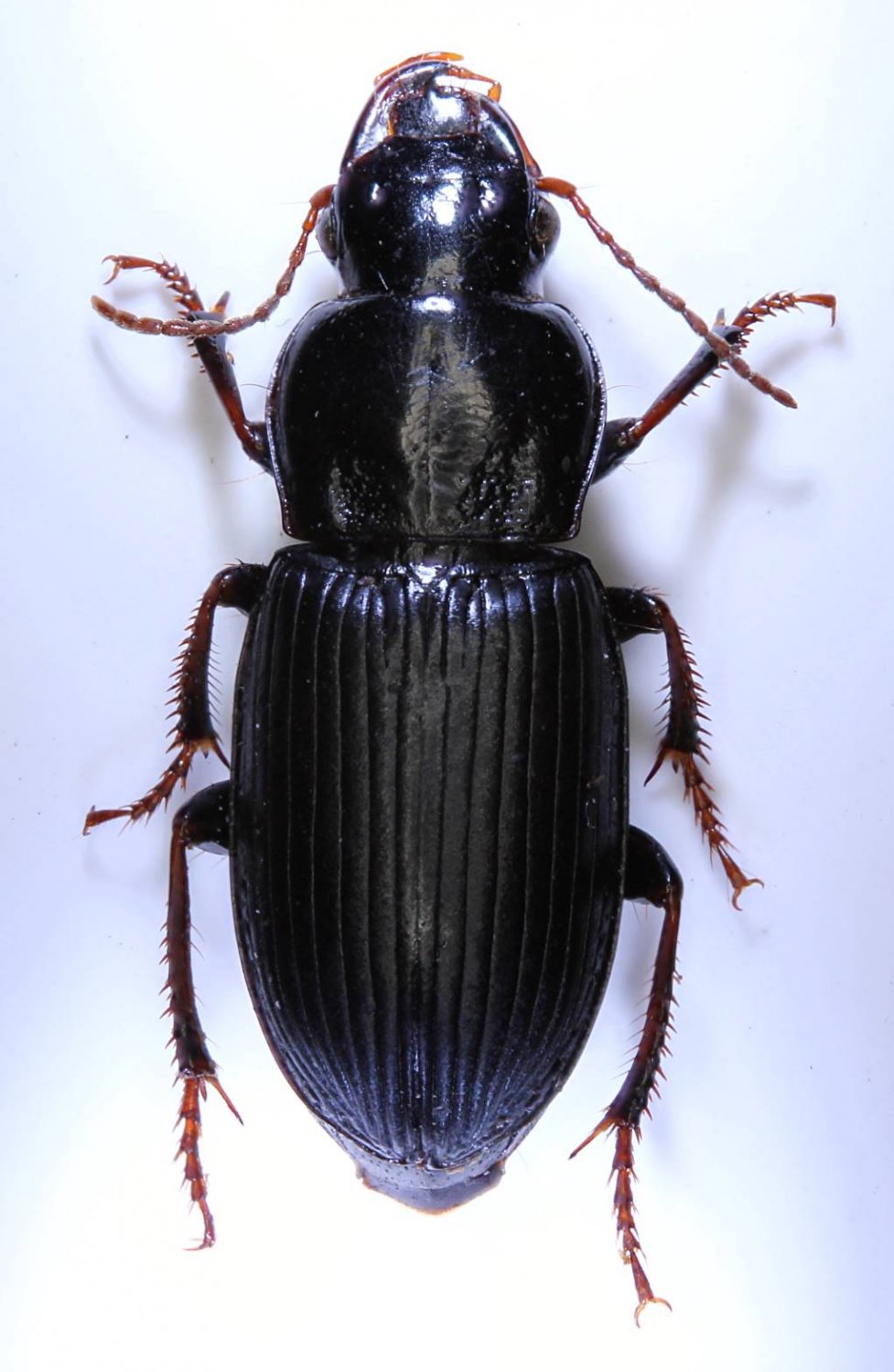 Réf. 175078 — INSECTA > Coleoptera > Carabidae > Harpalus (Harpalus ...