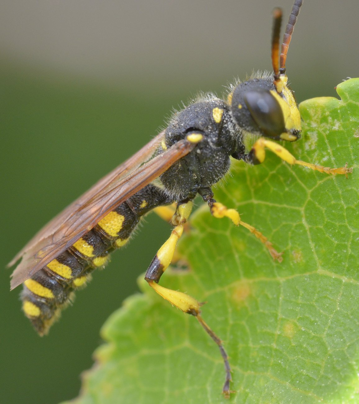 Réf. 175850 — INSECTA > Hymenoptera > Philanthidae > Cerceris (arenaria ...