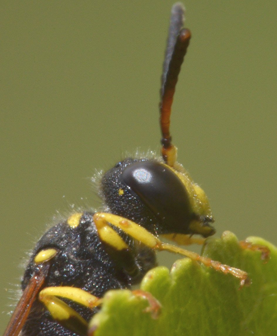 Réf. 175851 — INSECTA > Hymenoptera > Philanthidae > Cerceris (arenaria ...