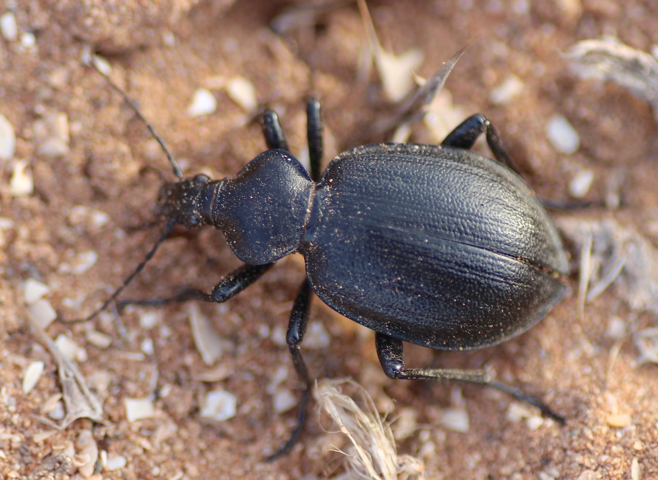 Réf. 175674 — INSECTA > Coleoptera > Carabidae > Carabus (Cathoplius ...