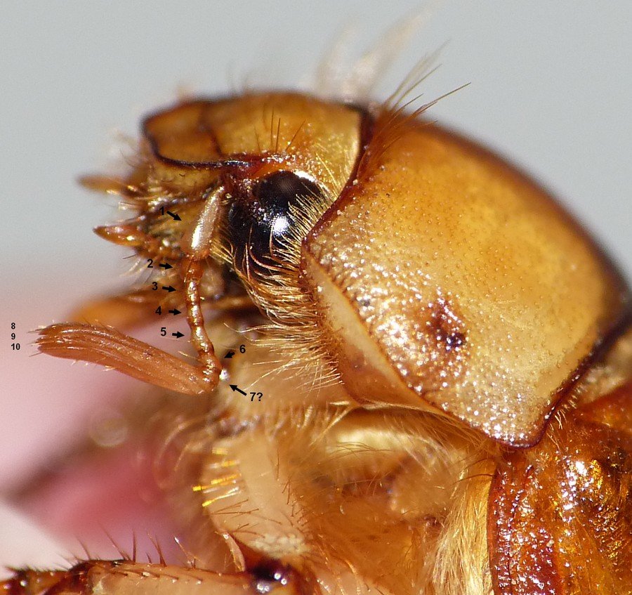 Réf. 175853 — INSECTA > Coleoptera > Scarabaeidae > Rhizotrogus ...