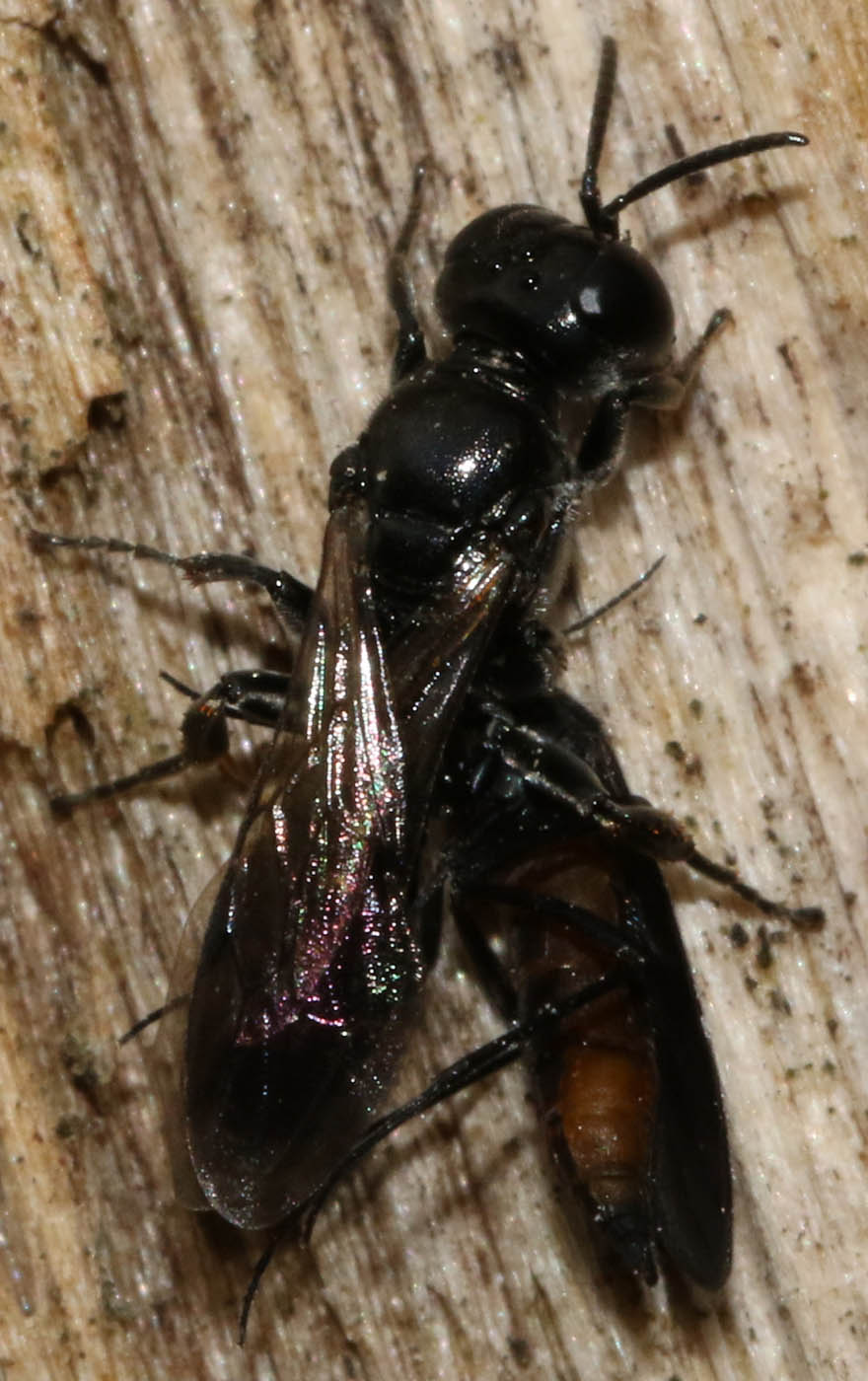 Réf. 176767 — INSECTA > Hymenoptera > Crabronidae > Crossocerus ...