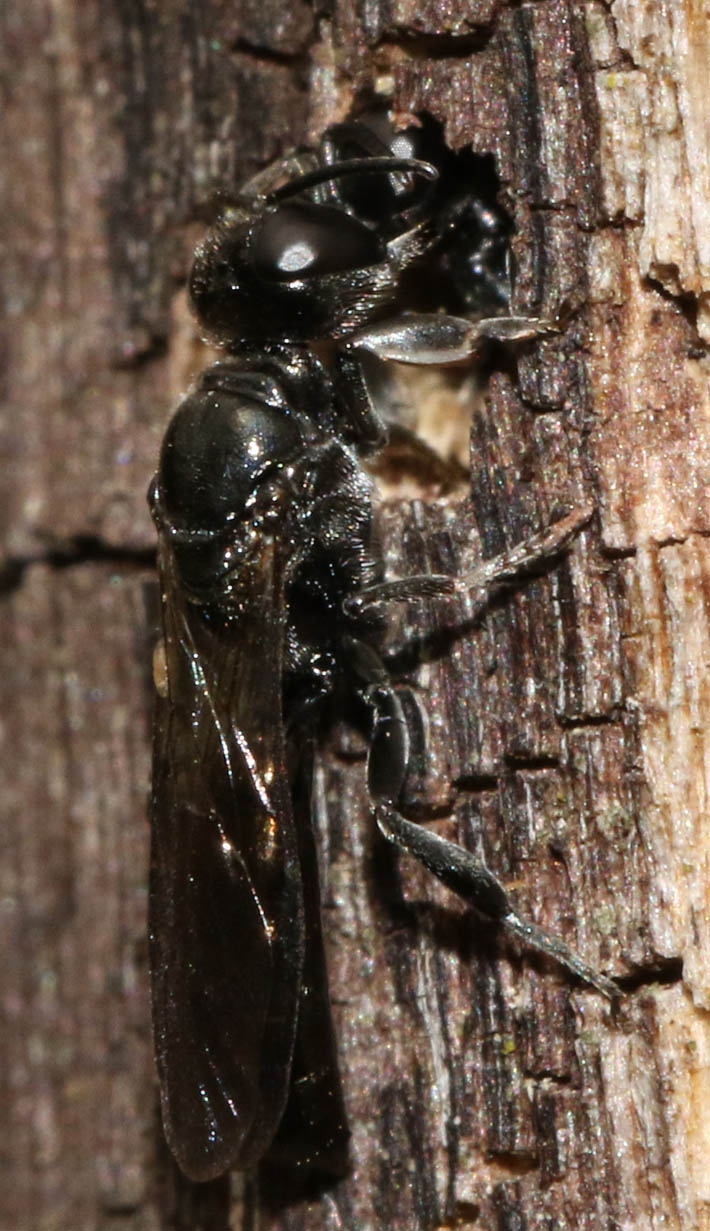 Réf. 176777 — INSECTA > Hymenoptera > Crabronidae > Crossocerus ...