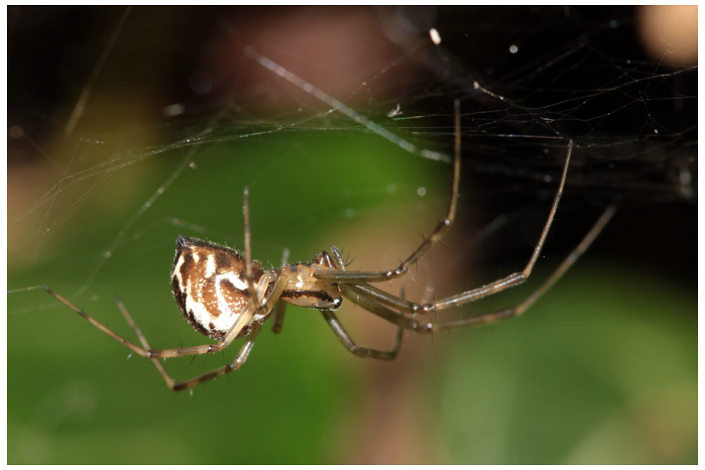 Réf. 176044 — ARACHNIDA > Araneae > Linyphiidae > Linyphia triangularis ...