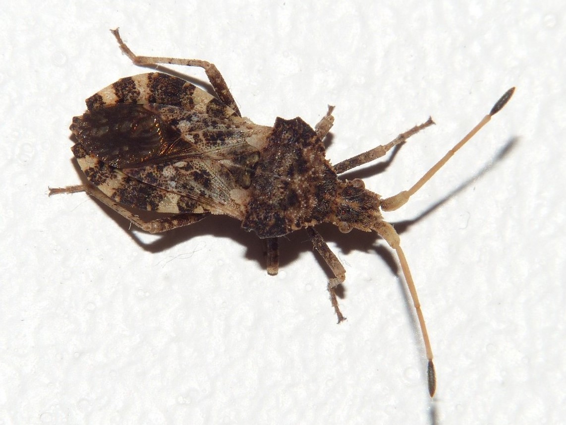 Réf. 176087 — INSECTA > Heteroptera > Coreidae > Centrocoris sp. - www ...