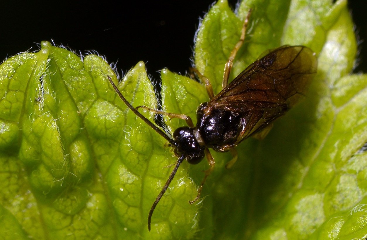 Réf. 176472 — INSECTA > Hymenoptera > Tenthredinidae > Pristiphora ...