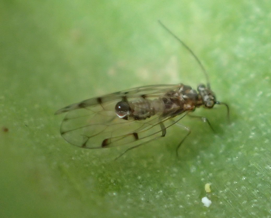 Réf. 176980 — INSECTA > Psocoptera > Ectopsocidae > Ectopsocus petersi ...