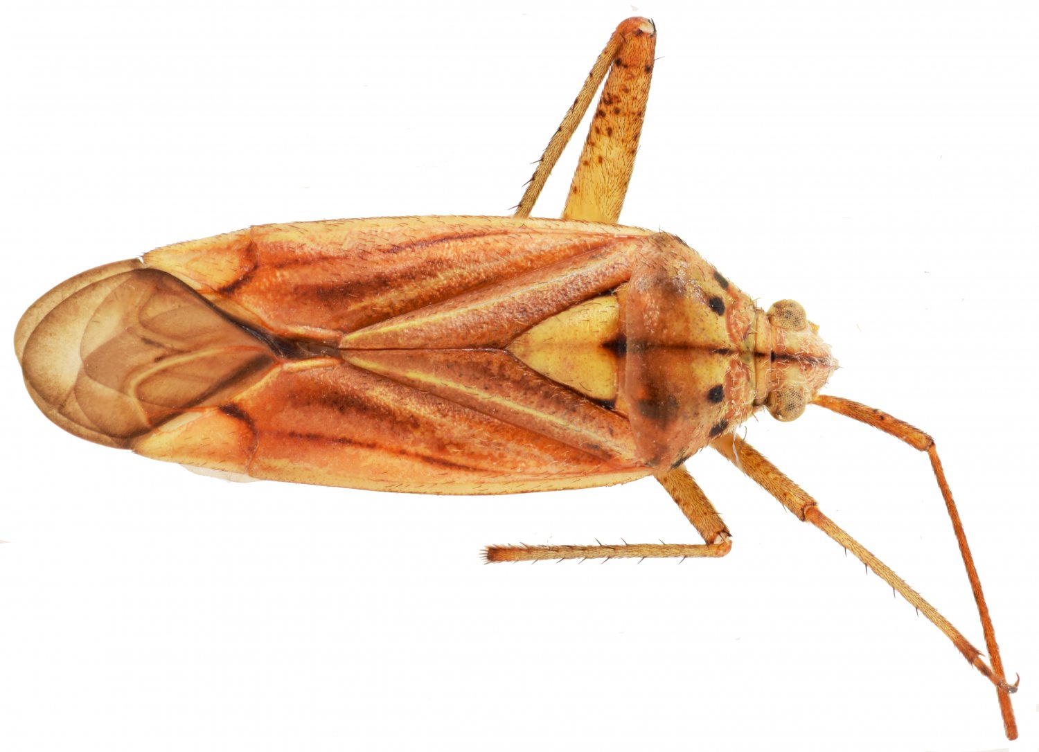 Réf. 177873 — INSECTA > Heteroptera > Miridae > Closterotomus krueperi ...