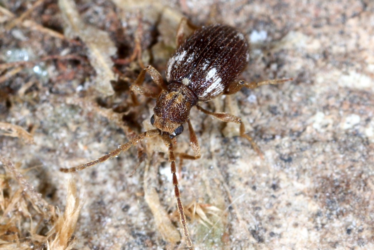 Réf. 177797 — INSECTA > Coleoptera > Ptinidae > Ptinus (Ptinus) fur ...