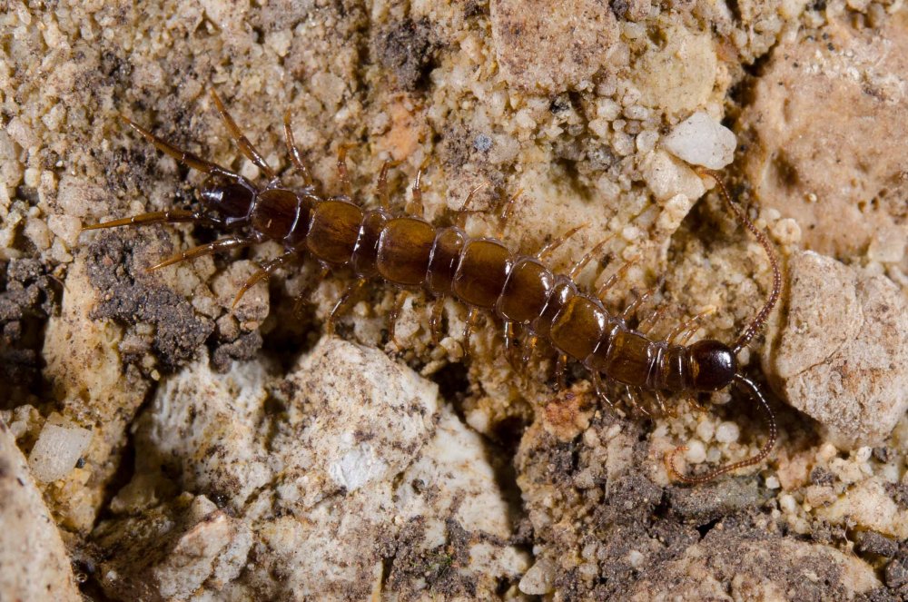 Réf. 177320 — CHILOPODA > Lithobiomorpha > Lithobiidae > Lithobius sp ...
