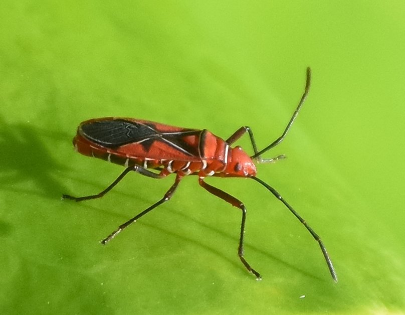 Réf. 177958 — INSECTA > Heteroptera > Pyrrhocoridae > Dysdercus ...