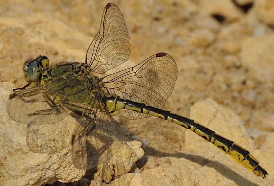 Réf. 177742 — INSECTA > Odonata > Gomphidae > Gomphus pulchellus - www.galerie-insecte.org