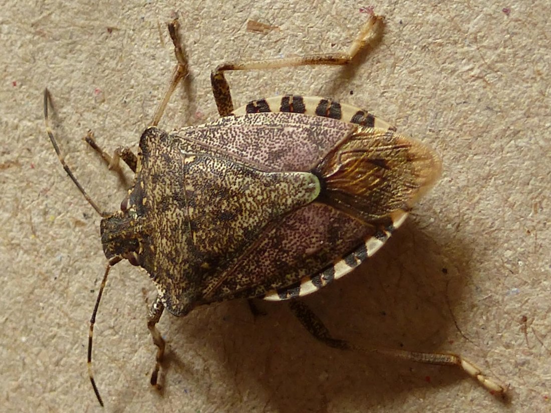 Réf. 177684 — INSECTA > Heteroptera > Pentatomidae > Halyomorpha halys ...
