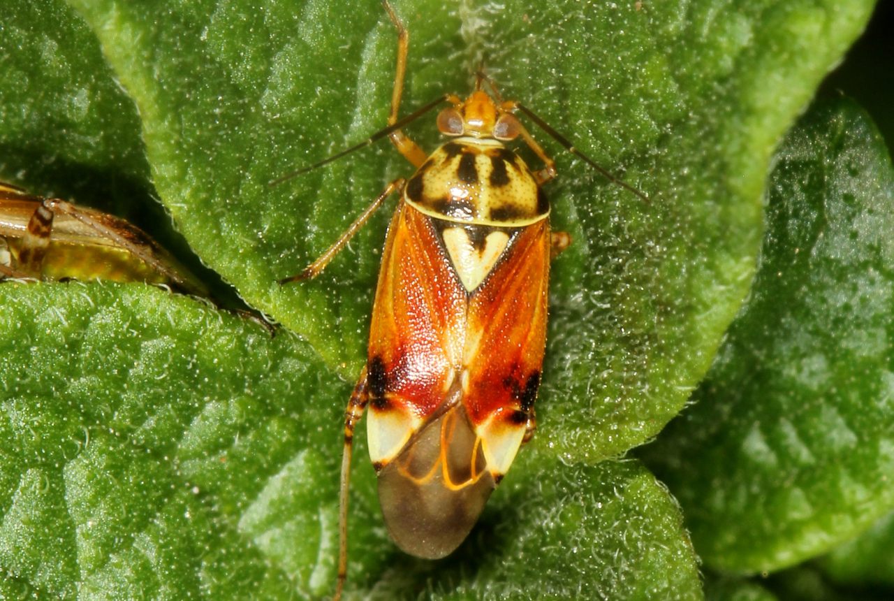 Réf. 177982 — INSECTA > Heteroptera > Miridae > Lygus pratensis - www ...