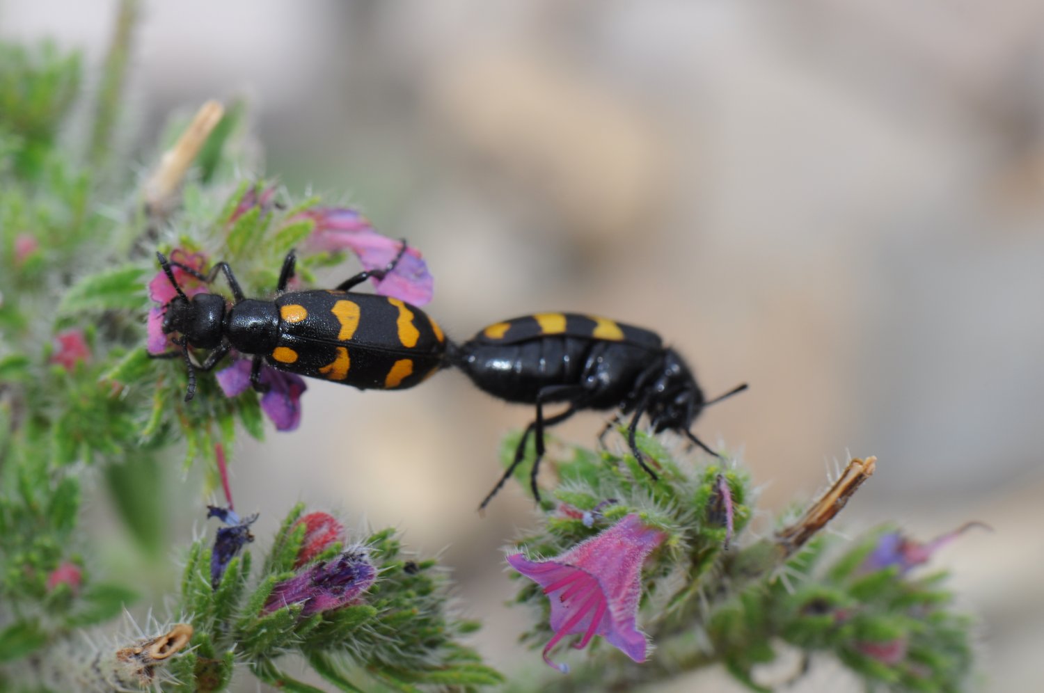 Réf. 177492 — INSECTA > Coleoptera > Meloidae > Hycleus polymorphus ...