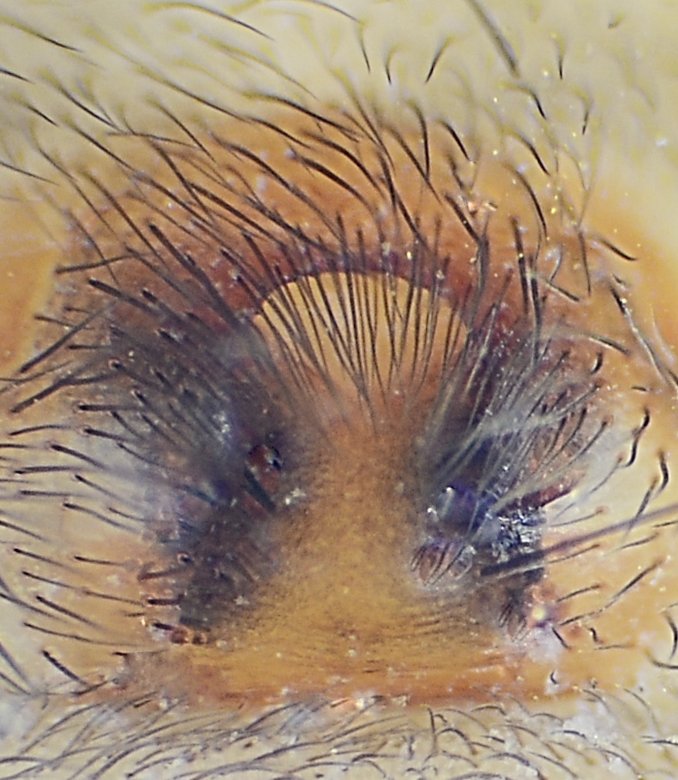 Réf. 177087 — ARACHNIDA > Araneae > Agelenidae > Inermocoelotes inermis ...