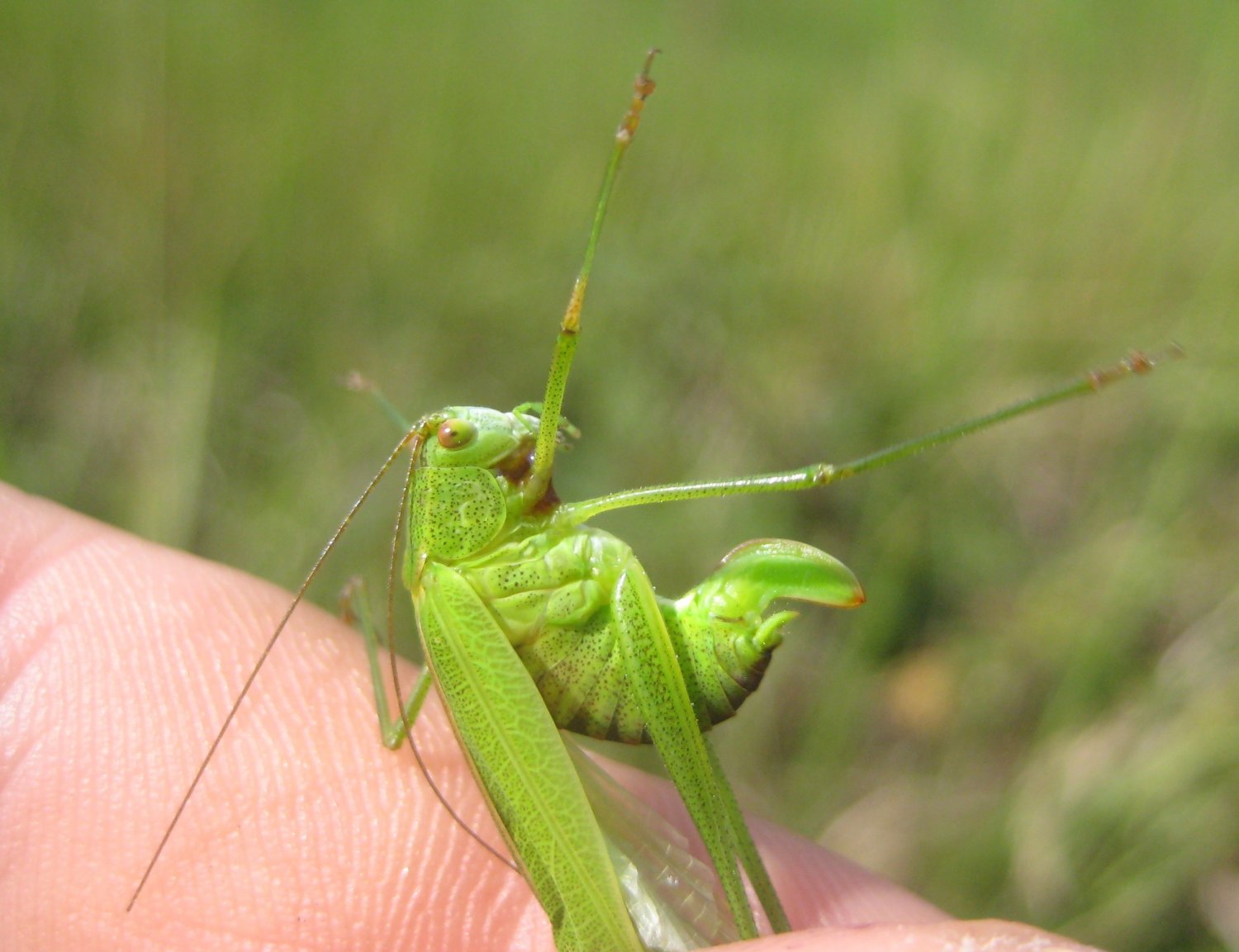 Réf. 177628 — INSECTA > Orthoptera > Phaneropteridae > Phaneroptera ...