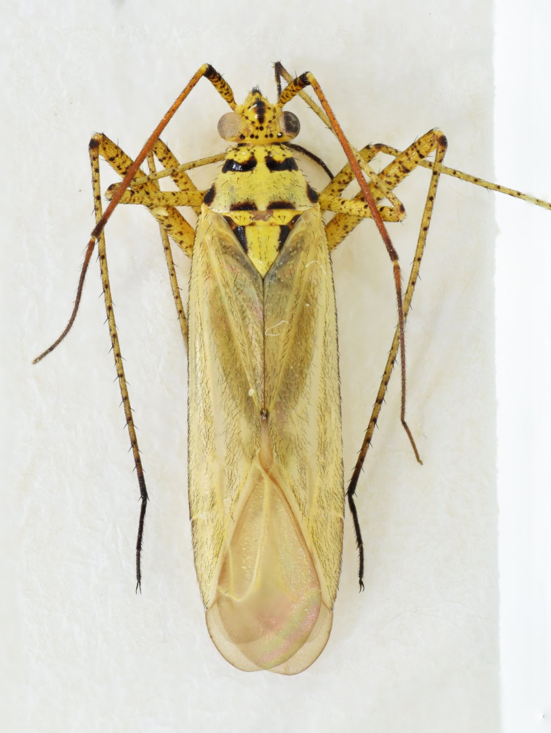 Réf. 177411 — INSECTA > Heteroptera > Miridae > Oncotylus (Oncotylus ...