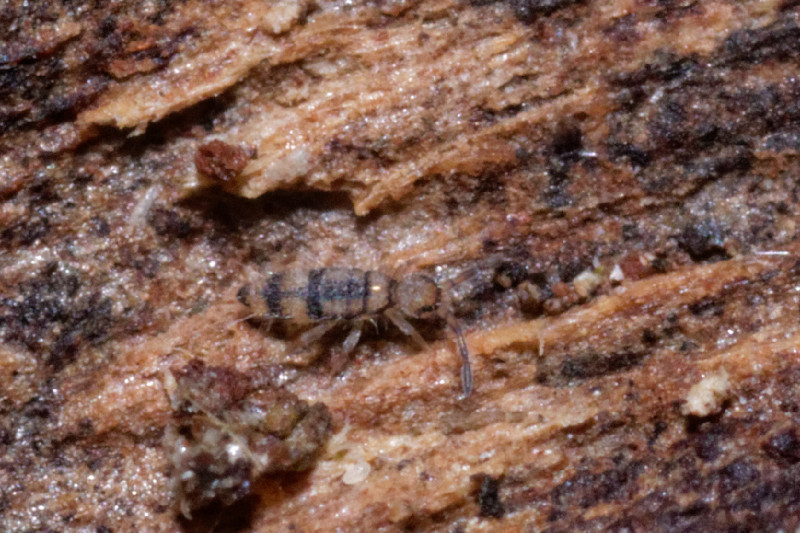 Entomobrya corticalis (Entognatha, Collembola, Entomobryidae) - www ...