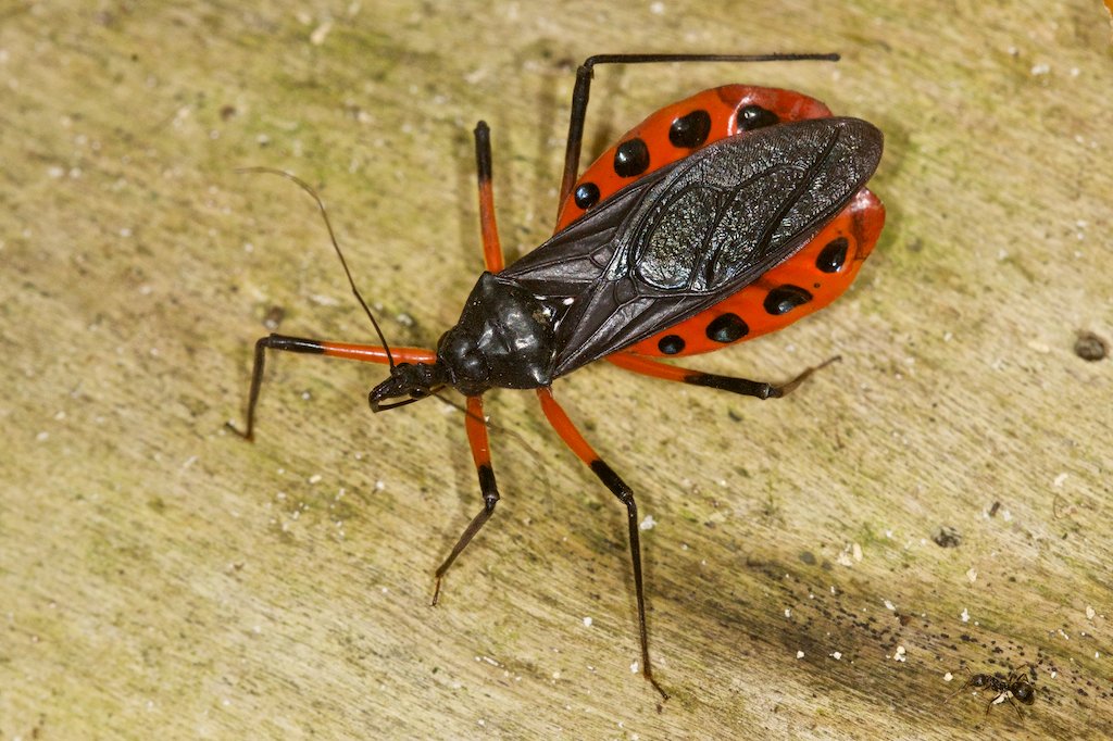 Réf. 178898 — INSECTA > Heteroptera > Reduviidae > Sycanus sp. - www ...