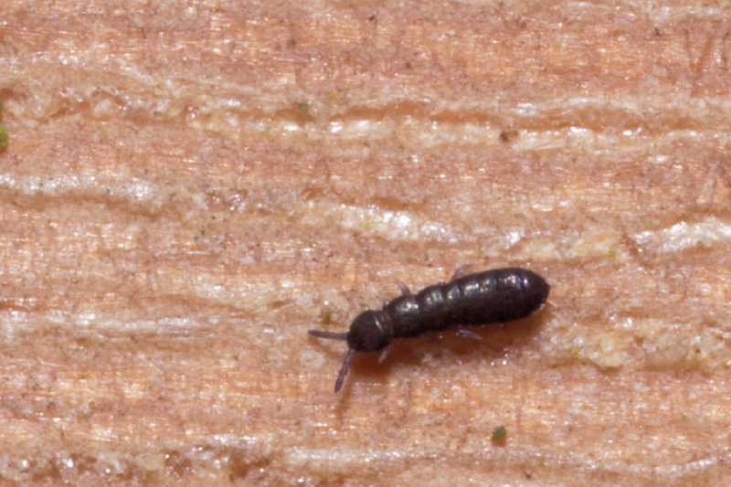 Réf. 178835 — ENTOGNATHA > Collembola > Isotomidae > Anurophorus sp ...