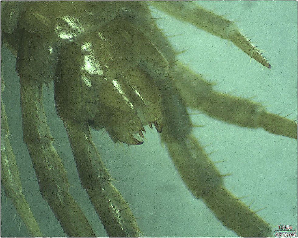 Réf. 178863 — CHILOPODA > Lithobiomorpha > Lithobiidae > Lithobius sp ...