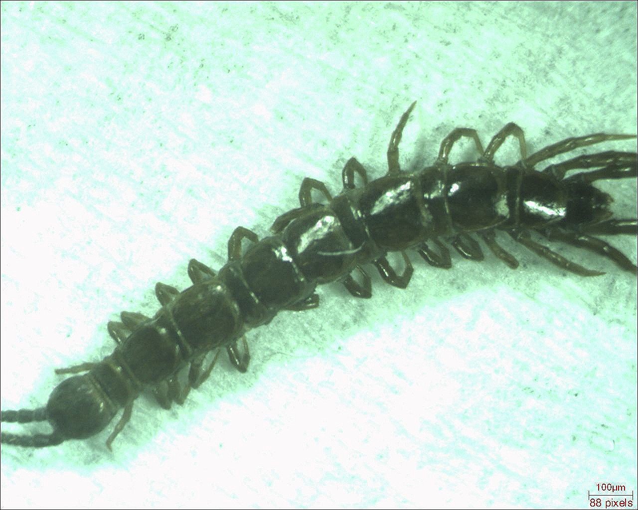 Réf. 178714 — CHILOPODA > Lithobiomorpha > Lithobiidae > Lithobius sp ...