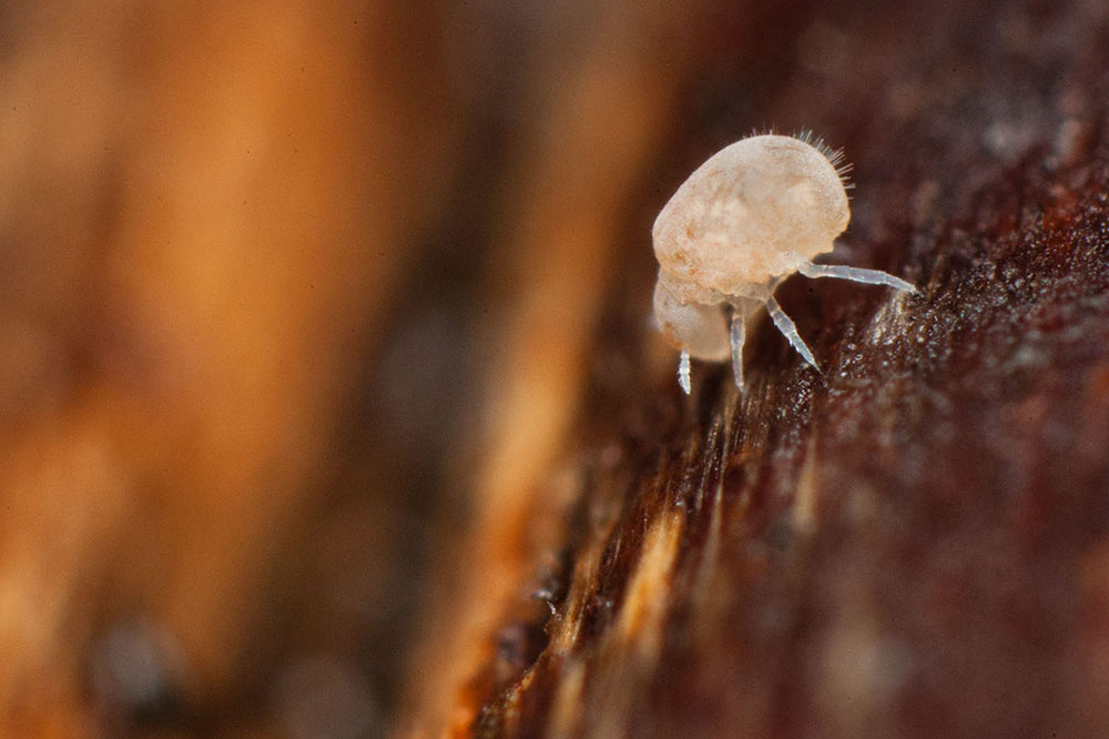 Réf. 178152 — ENTOGNATHA > Collembola > Neelidae > Neelus murinus - www ...