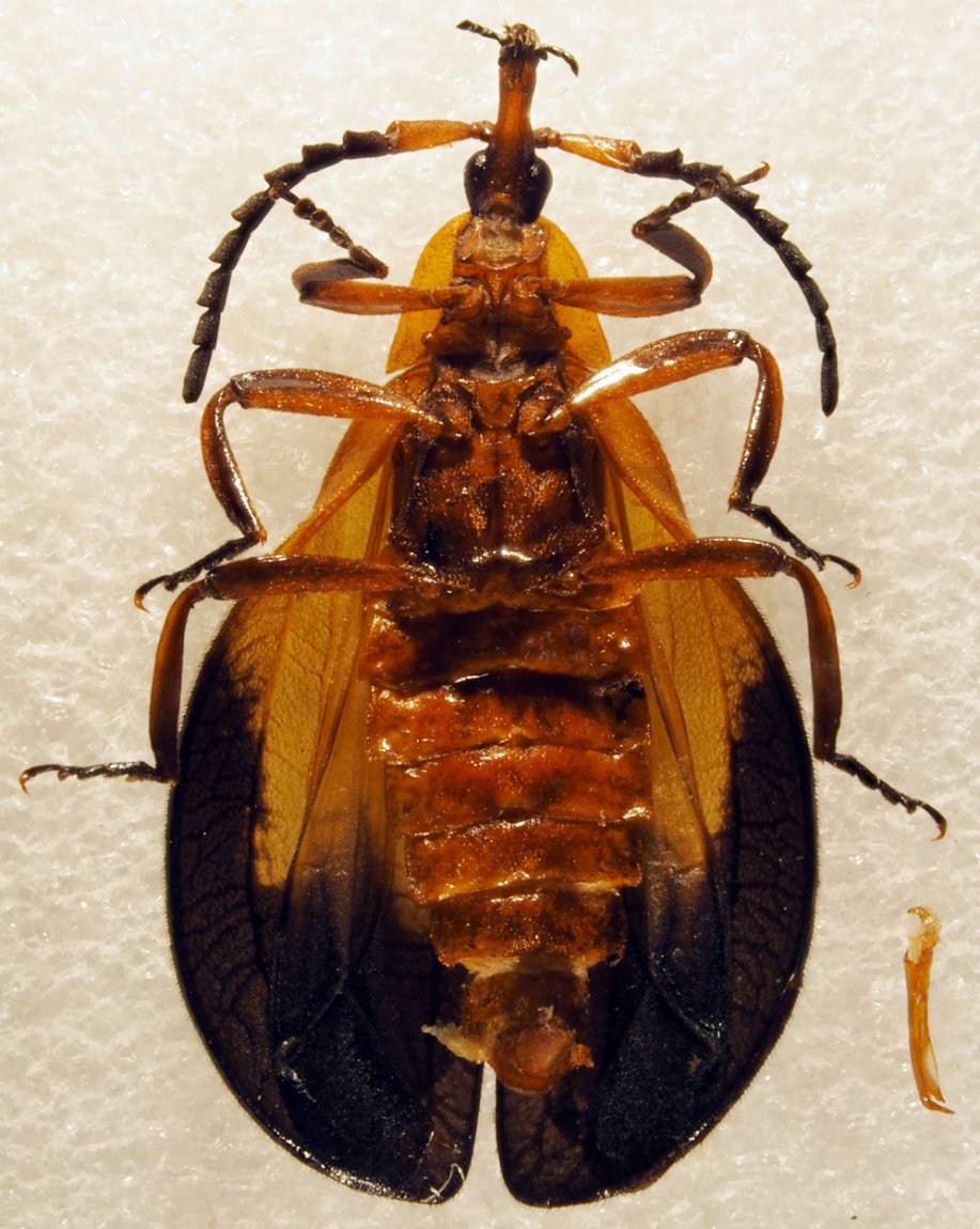 Réf. 178277 — INSECTA > Coleoptera > Lycidae > Lycus sp. - www.galerie-insecte.org