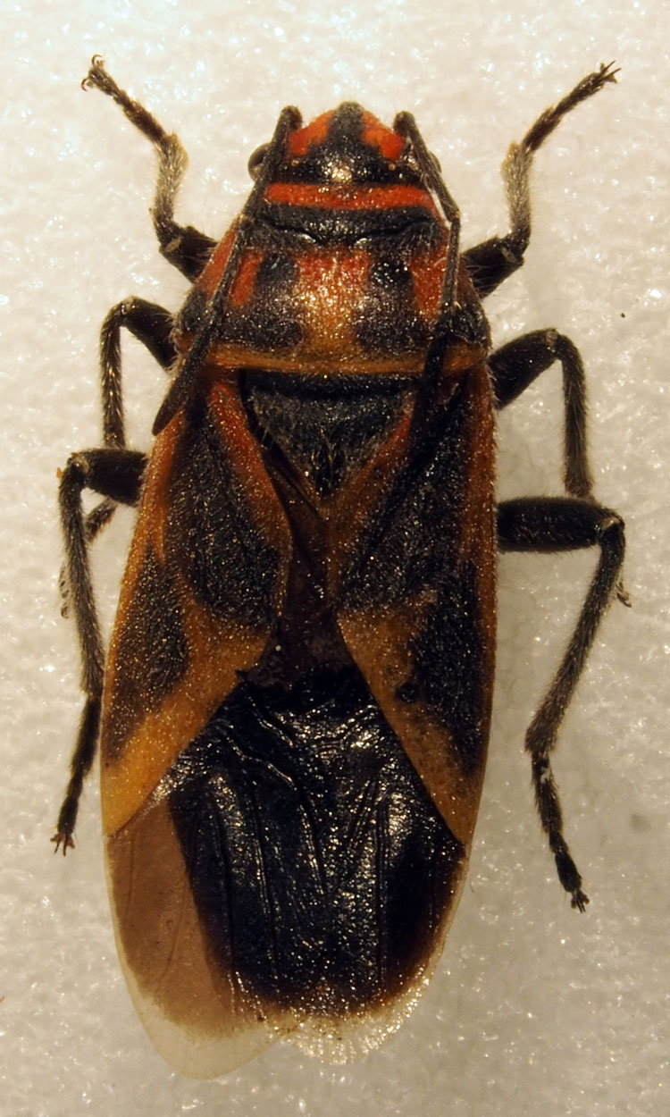 Réf. 178655 — INSECTA > Heteroptera > Lygaeidae > Graptostethus sp ...