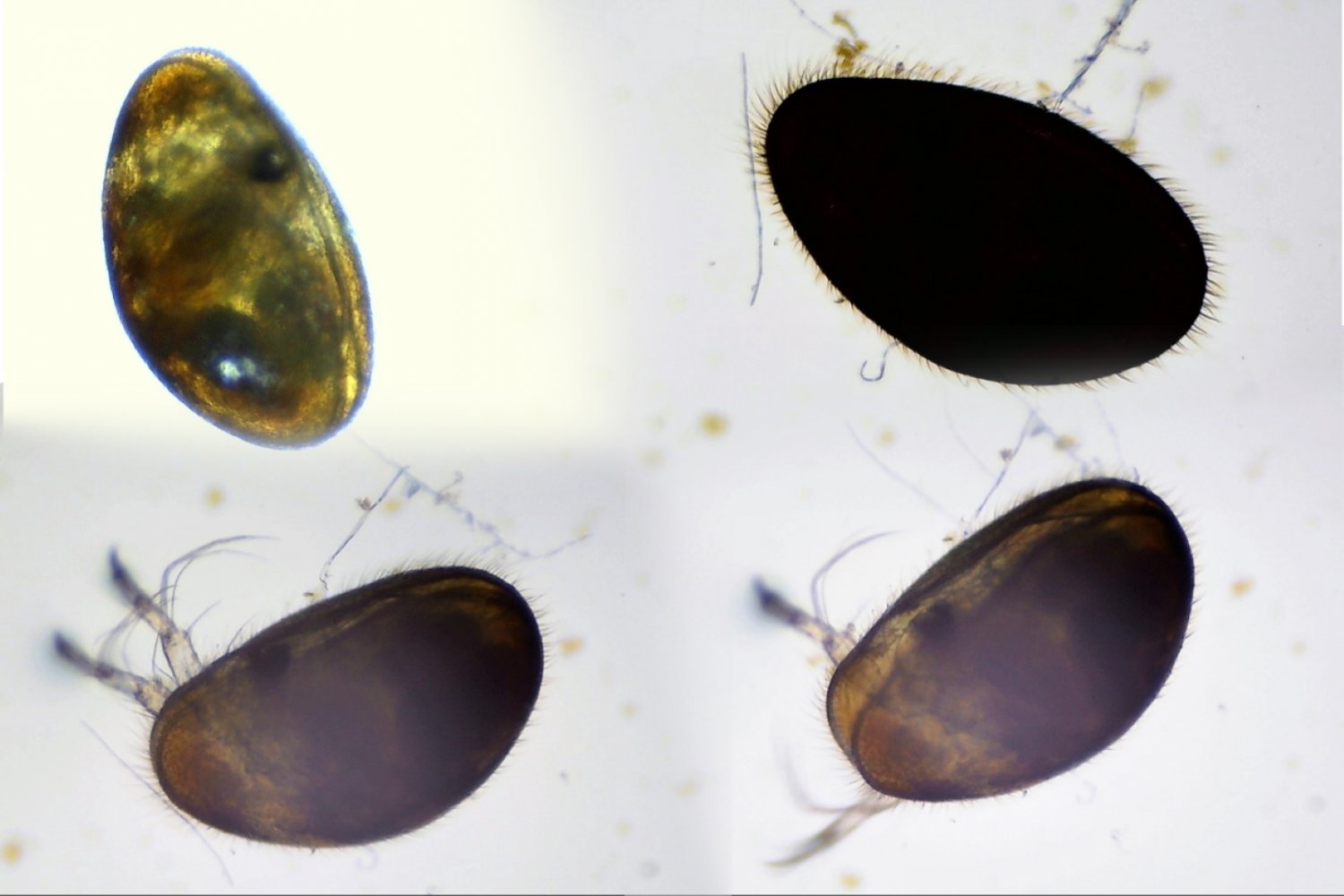 Inconnu inconnu (Crustacea, Ostracoda, Cyprididae) - www.galerie ...