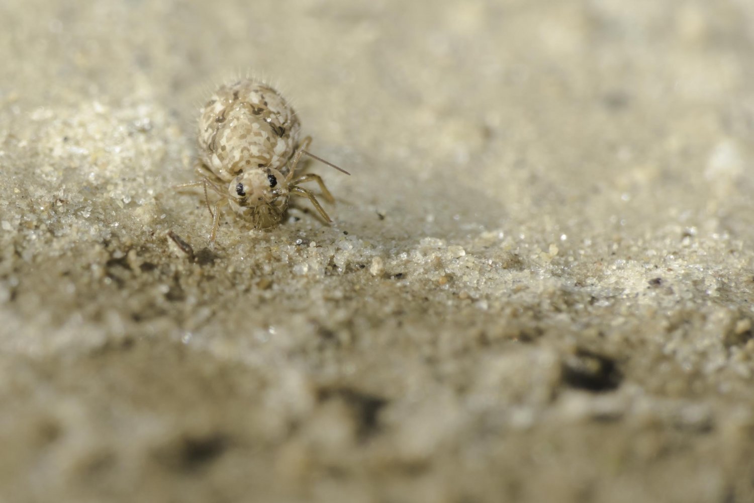 Réf. 178257 — ENTOGNATHA > Collembola > Sminthuridae > Sminthurus ...