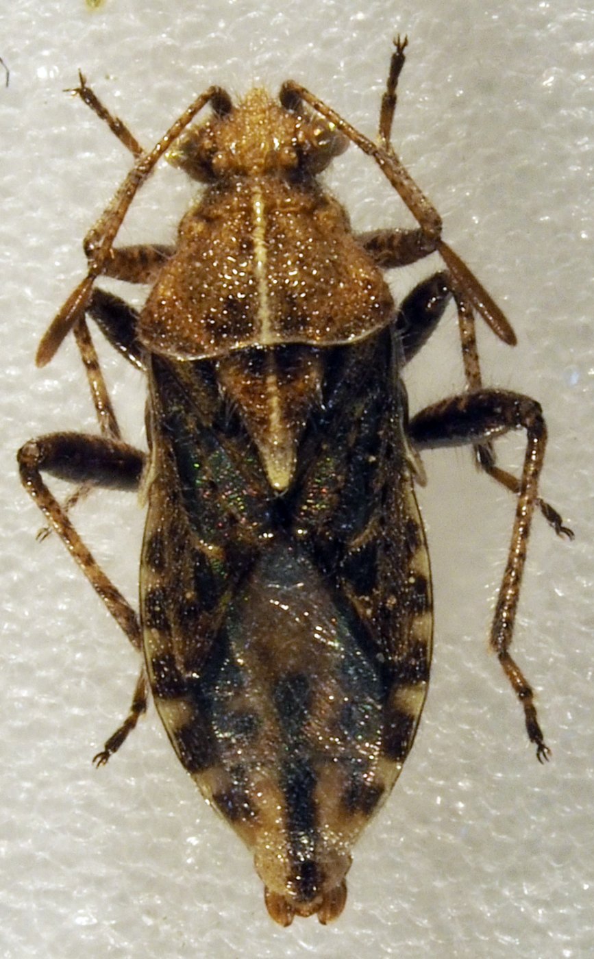 Réf. 178983 — INSECTA > Heteroptera > Rhopalidae > Rhopalus (Rhopalus ...