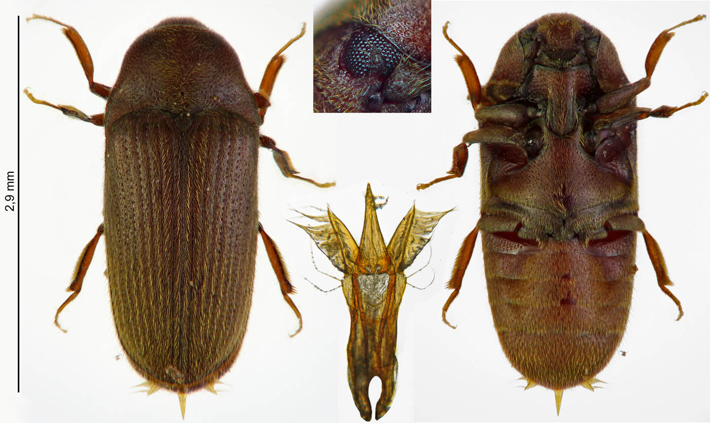 Réf. 178946 — INSECTA > Coleoptera > Throscidae > Trixagus dermestoides ...