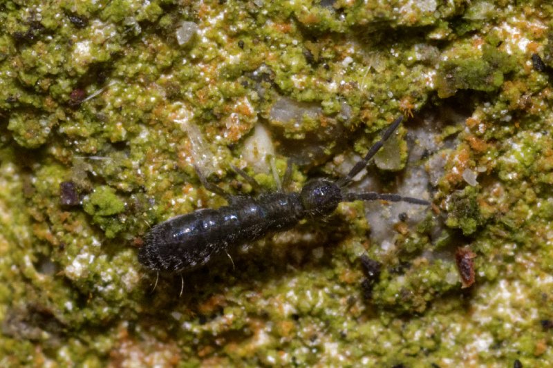 Réf. 179160 — ENTOGNATHA > Collembola > Isotomidae > Isotoma viridis ...