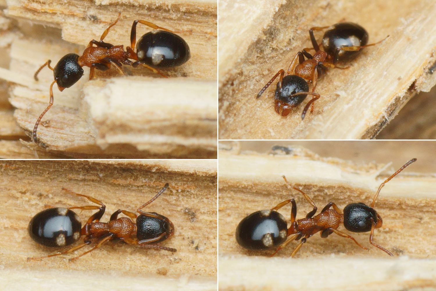 Réf. 179892 — INSECTA > Hymenoptera > Formicidae > Dolichoderus ...