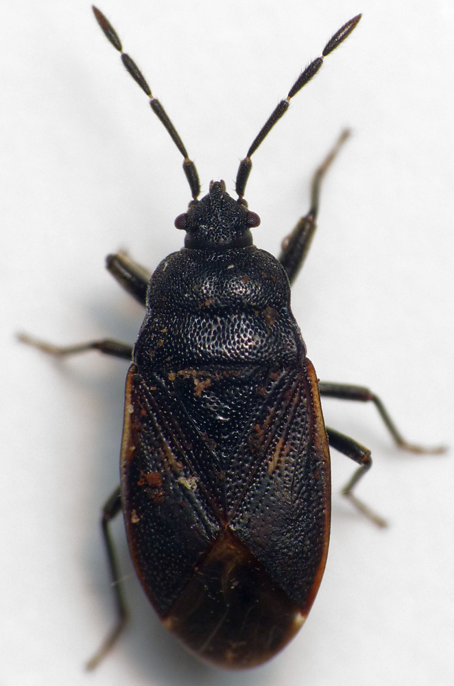 Réf. 179764 — INSECTA > Heteroptera > Rhyparochromidae > Drymus ...