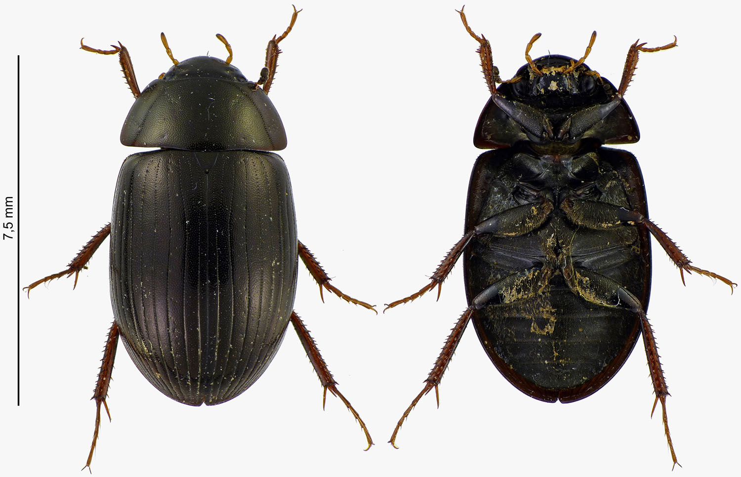 Réf. 179143 — INSECTA > Coleoptera > Hydrophilidae > Hydrobius fuscipes - www.galerie-insecte.org