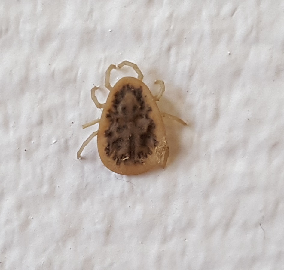 Argas (Argas) reflexus (Arachnida, Ixodida, Argasidae) - www.galerie ...