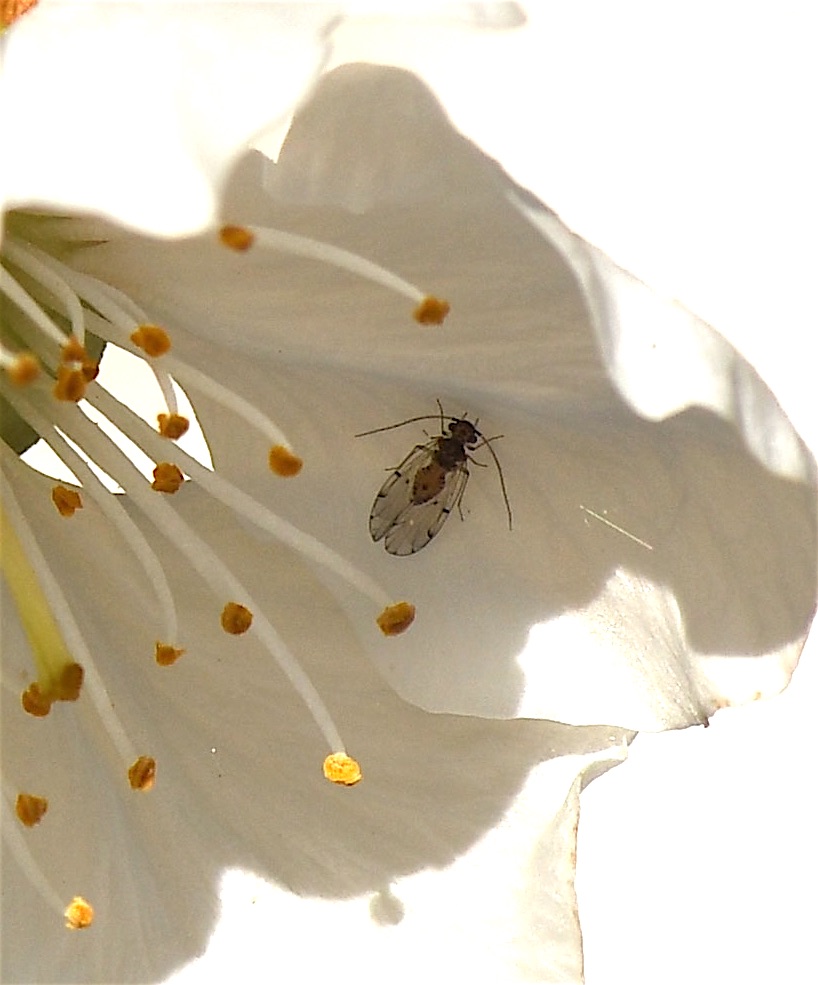 Réf. 179510 — INSECTA > Psocoptera > Ectopsocidae > Ectopsocus petersi ...