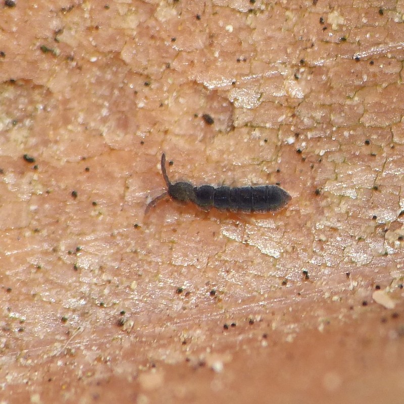 Réf. 179200 — ENTOGNATHA > Collembola > Isotomidae > Vertagopus sp ...