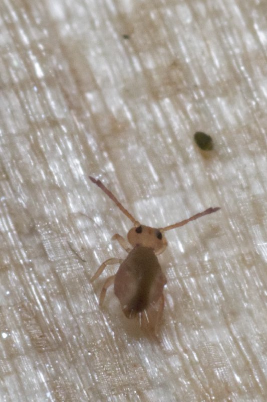 Réf. 179507 — ENTOGNATHA > Collembola > Dicyrtomidae > Dicyrtomina ...
