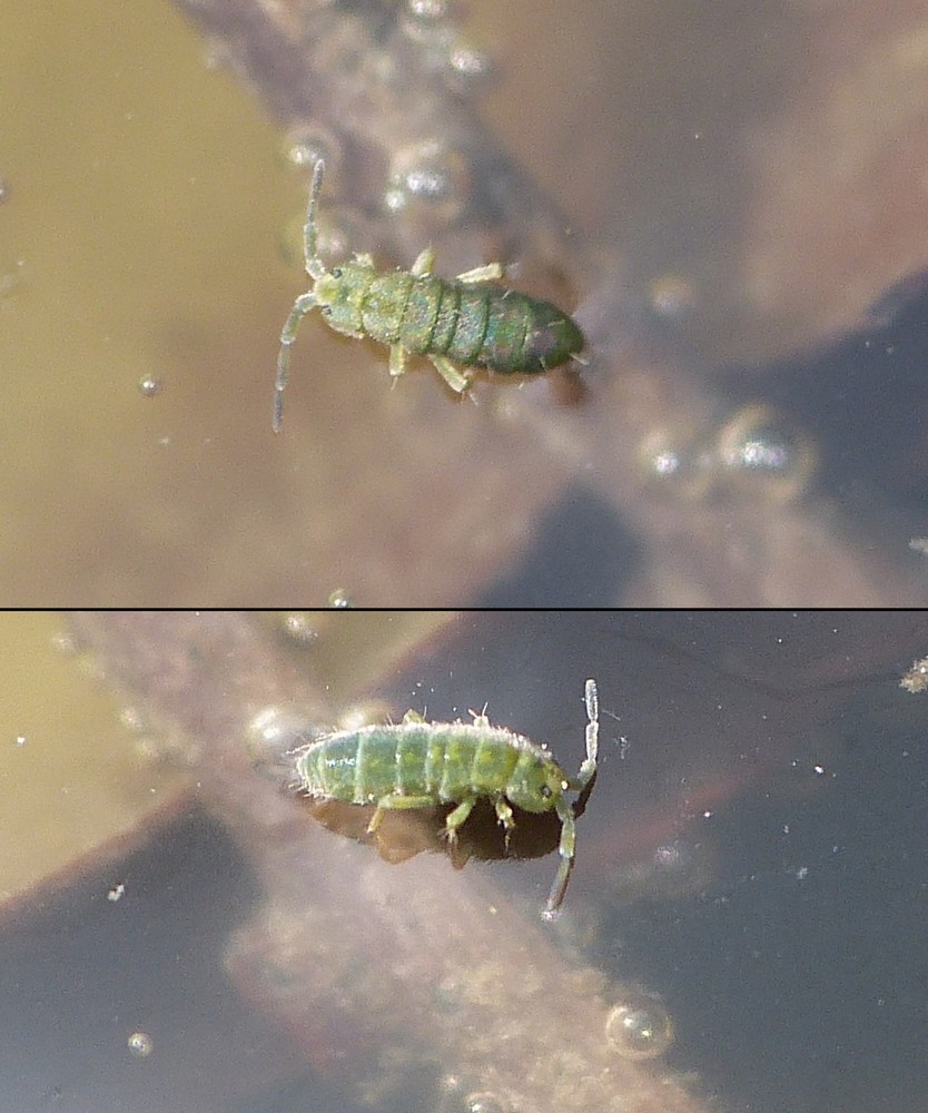 Réf. 179520 — ENTOGNATHA > Collembola > Isotomidae > Isotoma viridis ...