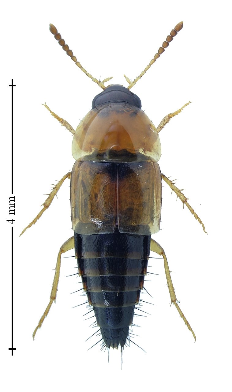 Réf. 179478 — INSECTA > Coleoptera > Staphylinidae > Tachyporus ...