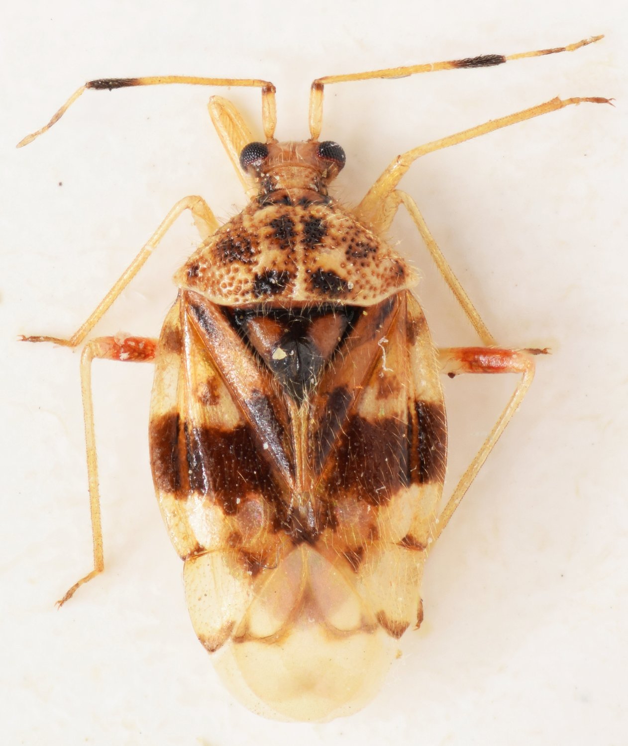 Réf. 179062 — INSECTA > Heteroptera > Miridae > Stethoconus pyri - www ...