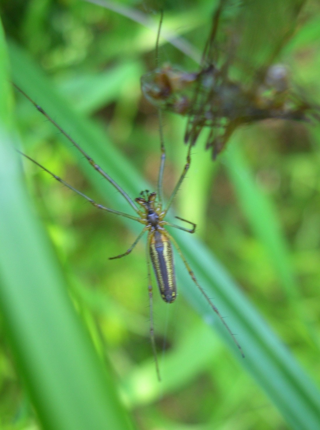 Réf. 179018 — ARACHNIDA > Araneae > Tetragnathidae > Tetragnatha sp ...