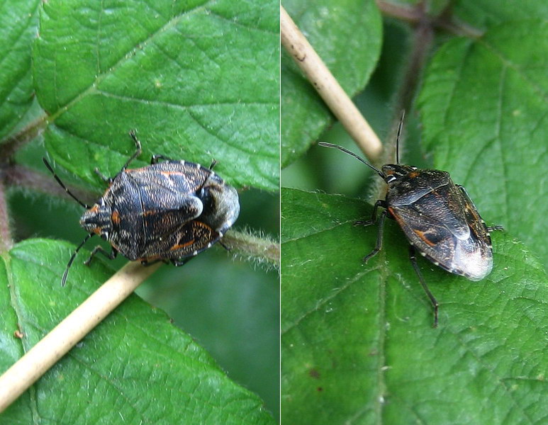 Réf. 18636 — INSECTA > Heteroptera > Pentatomidae > Holcogaster ...