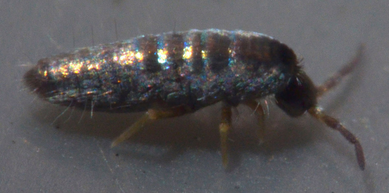 Réf. 180750 — ENTOGNATHA > Collembola > Entomobryidae > Lepidocyrtus ...