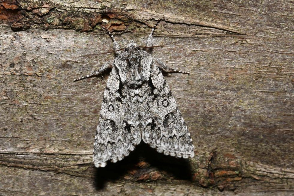 Réf. 180512 — INSECTA > Lepidoptera > Noctuidae > Acronicta (Viminia ...