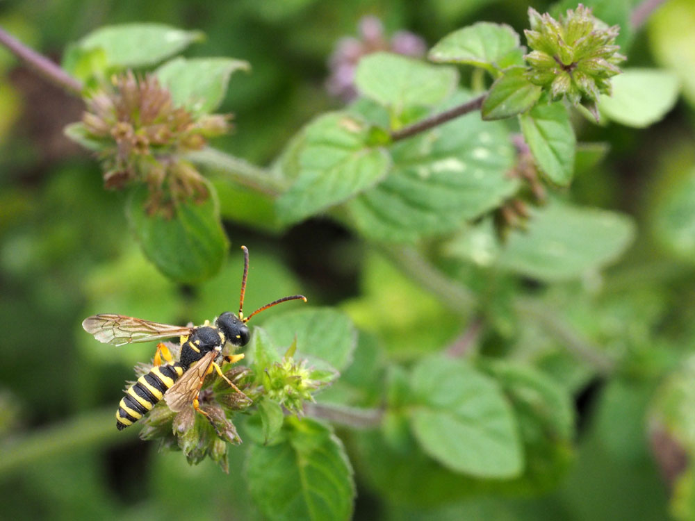 Réf. 180089 — INSECTA > Hymenoptera > Philanthidae > Cerceris ...